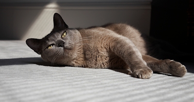 Die Katze ist der beliebteste Begleiter in Single-Haushalten und im ...